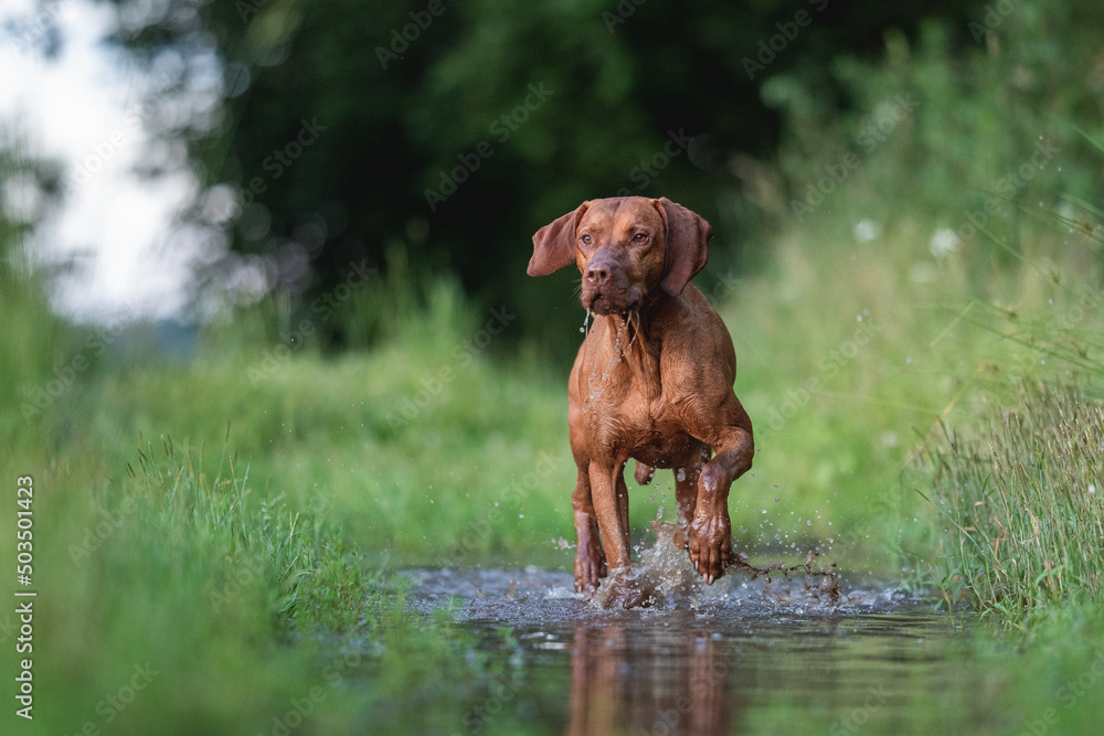 Foto de Muscular Hungarian Vizsla dog playing in a muddy puddle in a ...