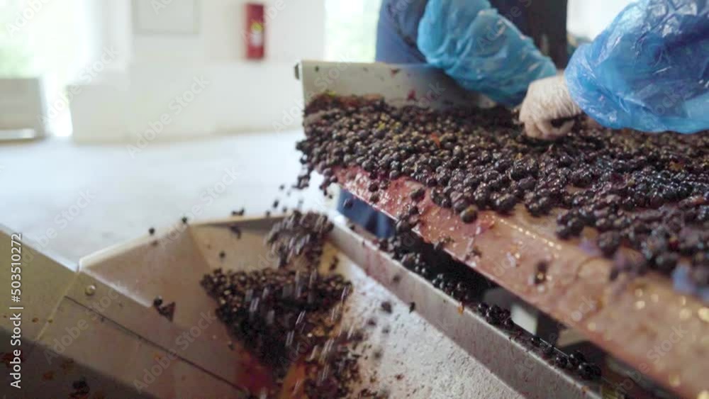 Vidéo Stock Close-up view of hand removing waste from grapes on sorting ... Vidéo Stock Close-up view of hand removing waste from grapes on sorting ...