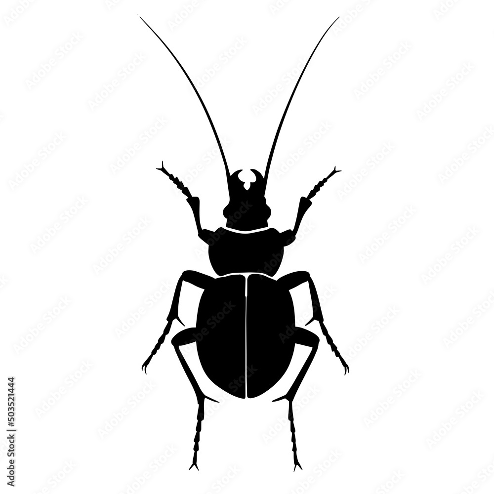 Black illustration of a tropical beetle. The insect is a pest of ...