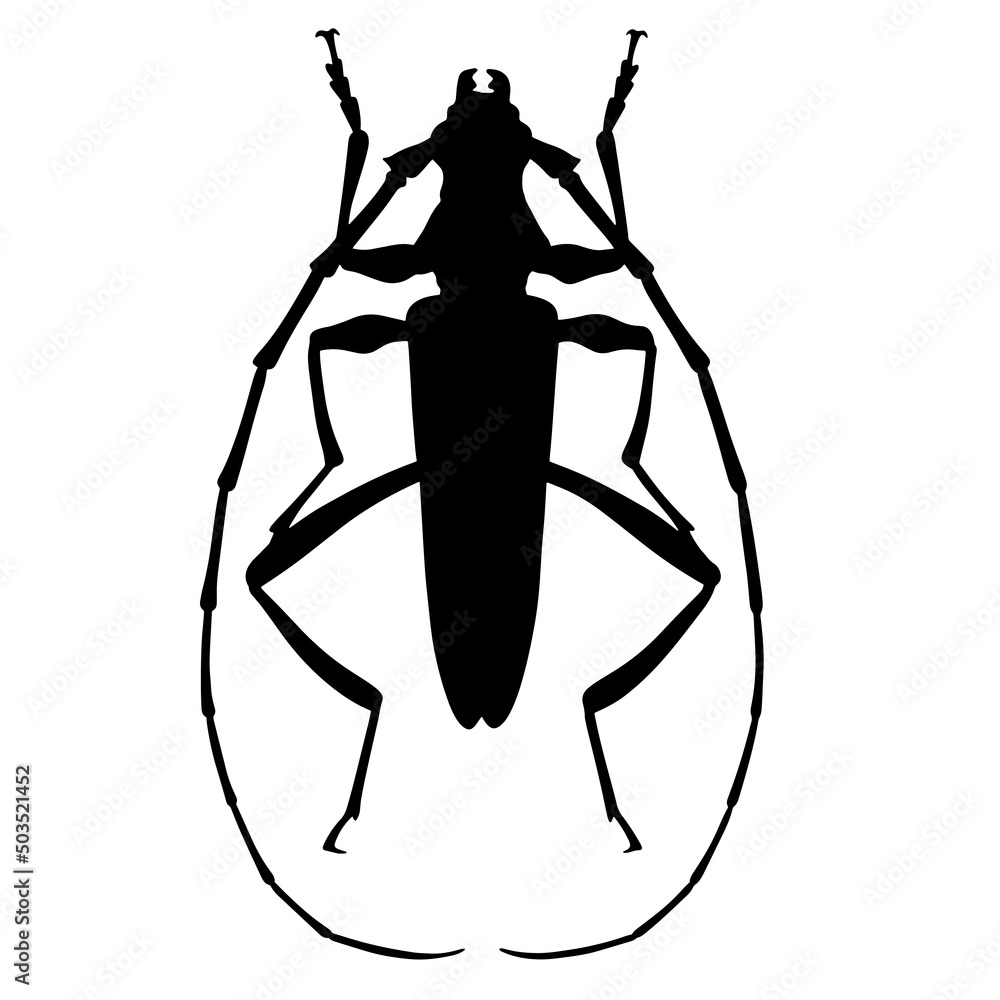 Black illustration of a tropical beetle. The insect is a pest of ...