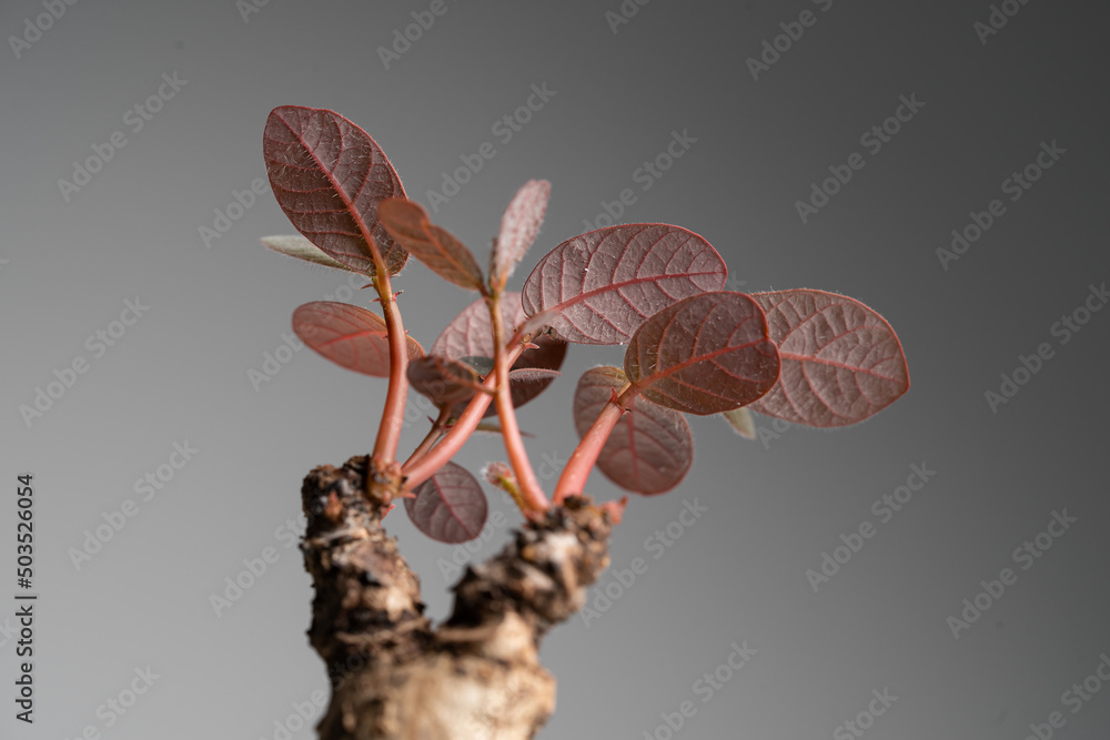 Phyllanthus Mirabilis leaves close up with isolated grey background ...