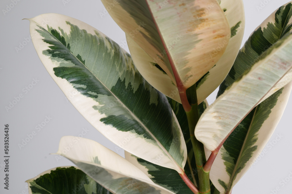 Ficus Elastica Tineke aka Rubber Fig variegated plant leaf close up in ...