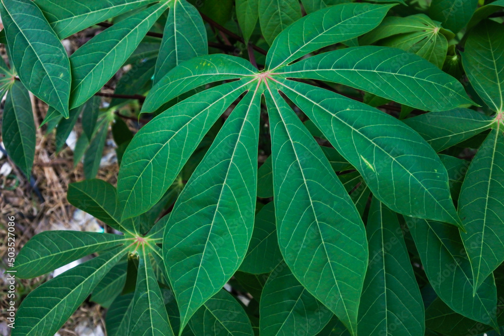 Fresh green leaves with digitate form type of cassava plant grow ...