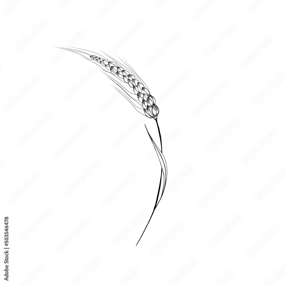 Detailed sketch of wheat. idea for a tattoo ear of wheat close-up ...