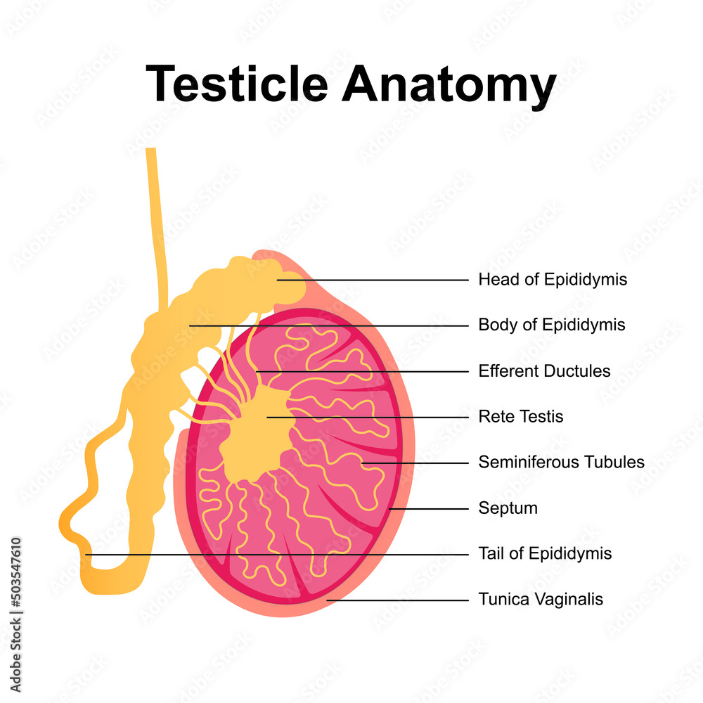 Scientific Designing of Testicle Anatomy. The Organ That Produces Sperm ...