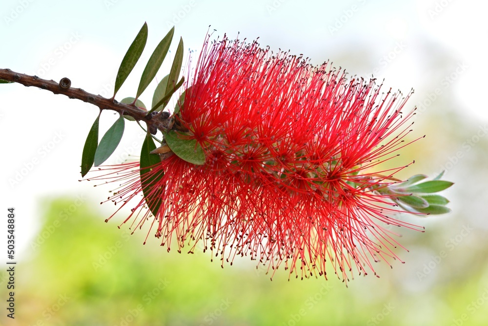 Detalle de la flor del árbol del cepillo, Callistemon citrinus, en ...