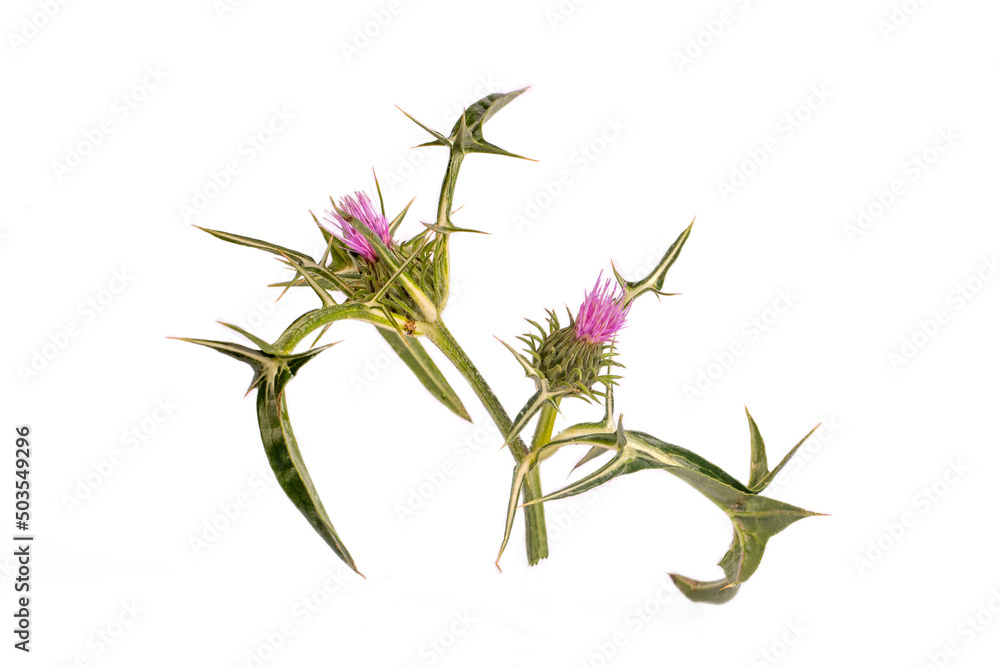 Notobasis syriaca (Syrian Thistle) the sole species in the genus ...