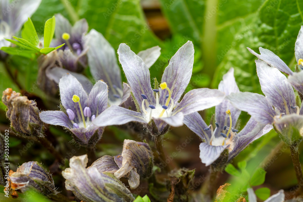 Mandragora (plant genus). Plant with leaves and lilac flowers in nature ...