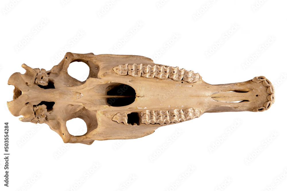 Skull of domestic horse on a white background (Equus caballus). Ventral ...