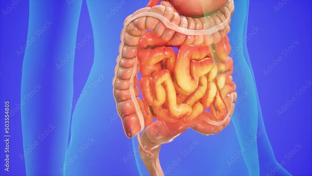Anatomical 3D animation of digestive system. Showing the transparent ...