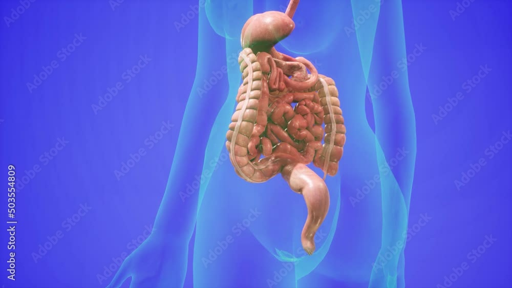 Anatomical 3D animation of digestive system. Showing the transparent ...