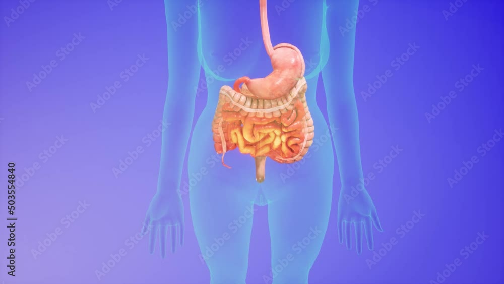 Anatomical 3D animation of digestive system. Showing the transparent ...