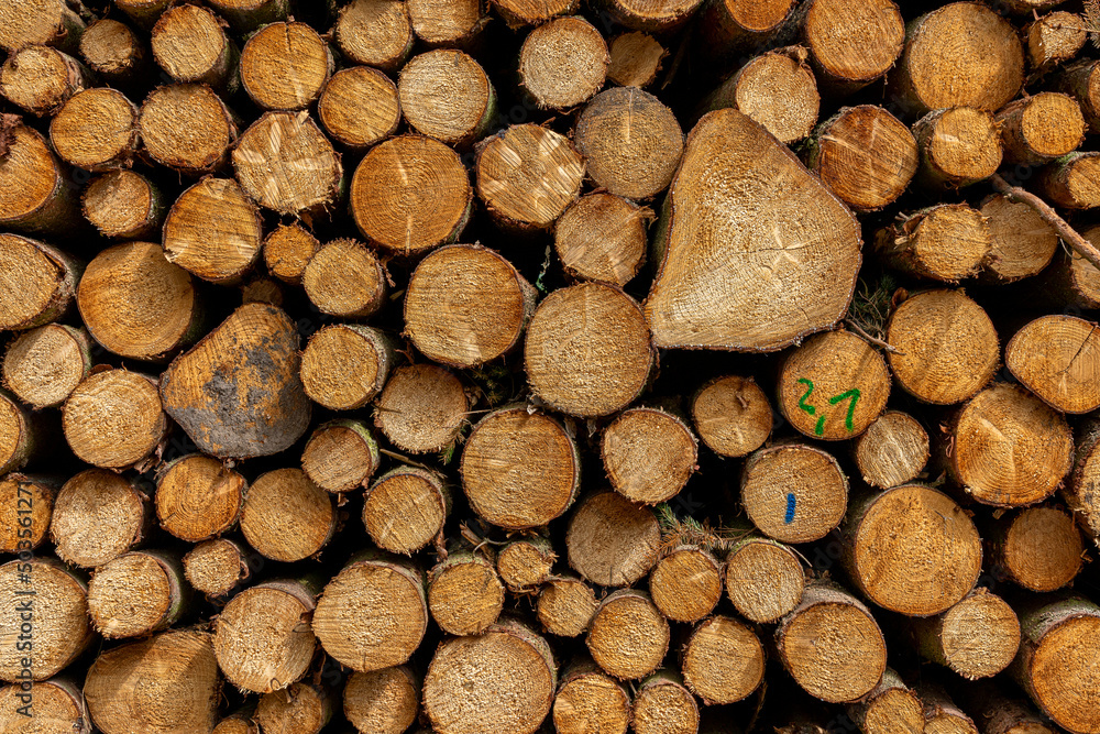 Holzstapel am Wegrand im Wald, Insel Rügen Stock Photo | Adobe Stock