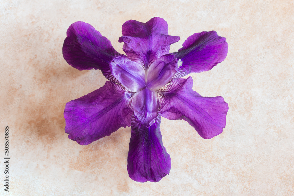 Close-up of a beautiful purple lily with details and an artistic ...