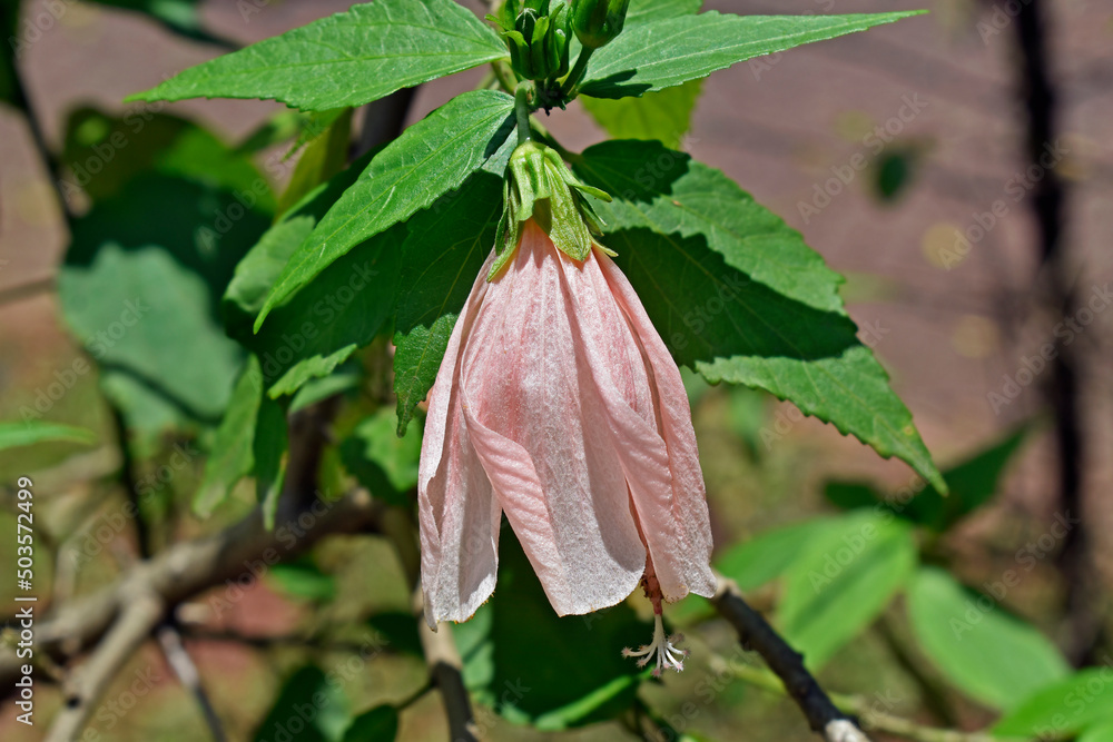 Pastel pink Turk's cap, Sleeping hibiscus or Wax Mallow flower ...