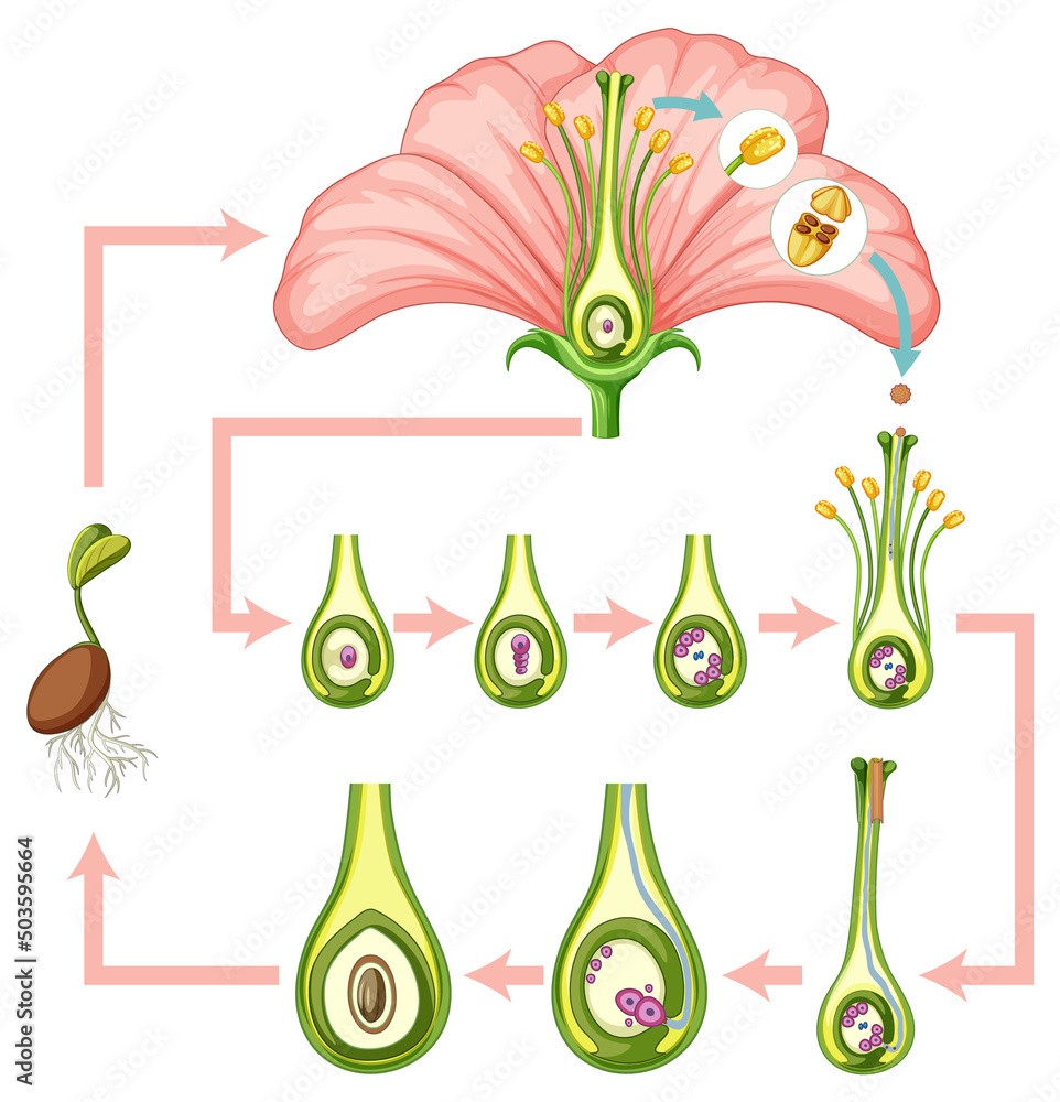Diagram showing fertilization in flower Stock Vector | Adobe Stock