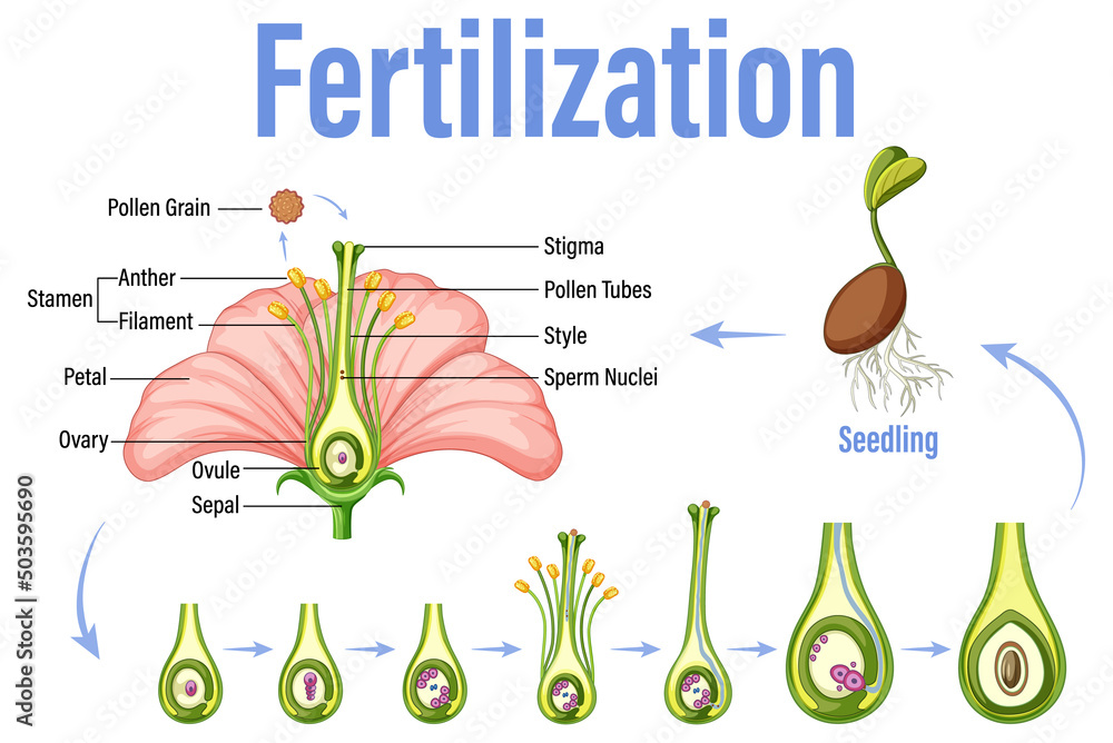 Diagram showing fertilization in flower Stock Vector | Adobe Stock