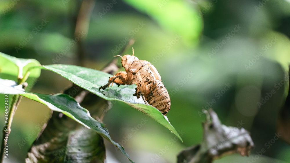 Beautiful macro insects molt cicadas on trees in nature. Cicada insects ...