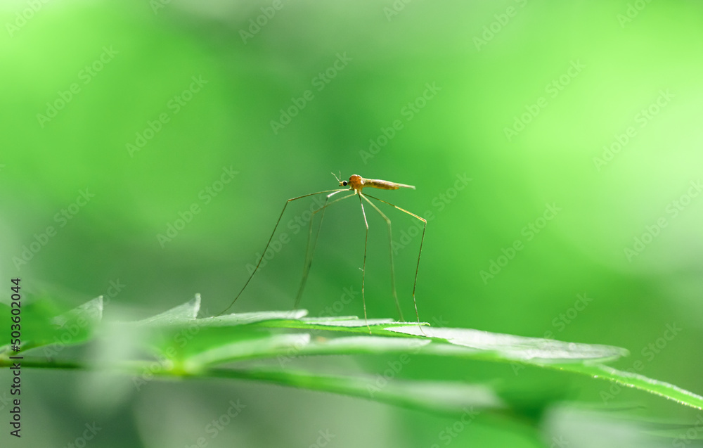 Beautiful macro insects molt cicadas on trees in nature. Cicada insects ...