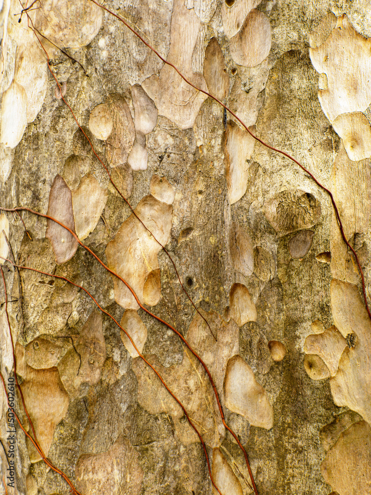Pattern of wood texture trunk Lagerstroemia It's full of circles that ...