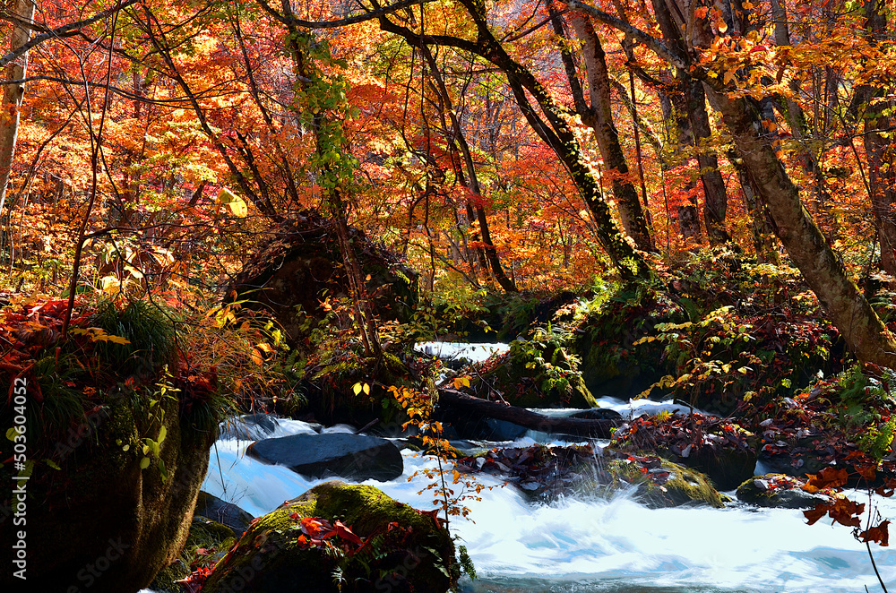 Oirase Stream in Autumn. Oirase Stream of Japan's most famous and ...