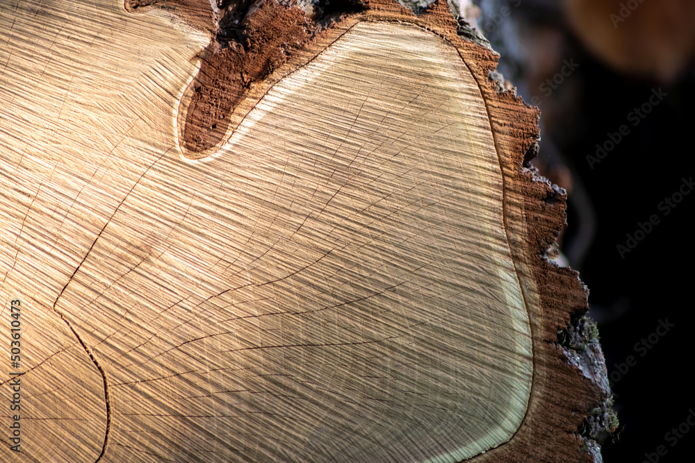 Cut trees of construction wood after deforestation stacked as woodpile ...