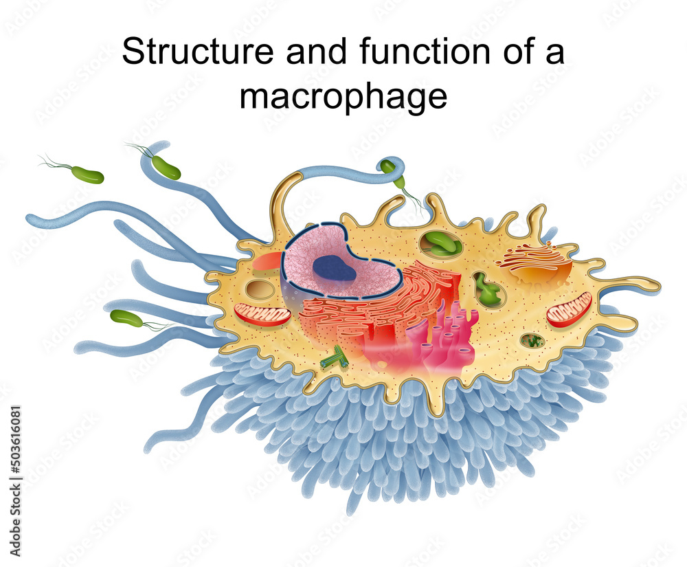 Structure and function of a macrophage Stock Illustration | Adobe Stock