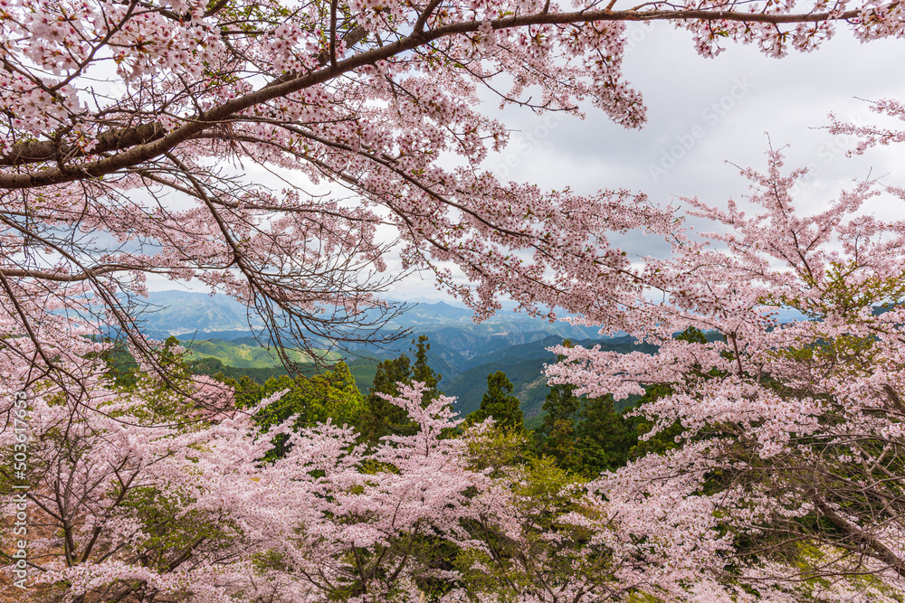 Amazing spring scene in Japan. Japanese cherry trees are in full bloom ...