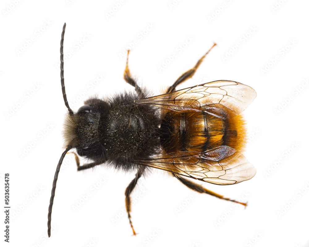 insects of europe - bees: top view macro of male Osmia cornuta European ...