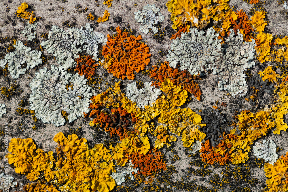 Pattern of yellow and orange organic structures on concrete ...
