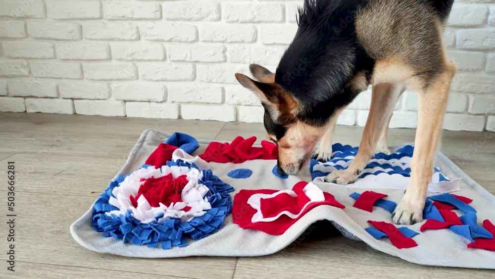 cute mixed breed dog playing on soft washable snuffle rag rug for ...