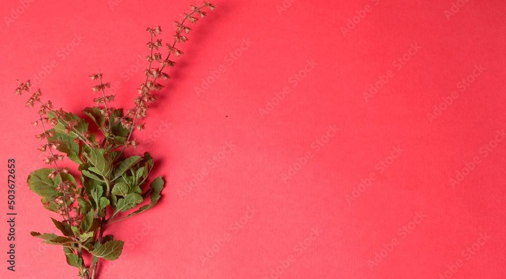 Holy basil, tulasi or tulsi, is an aromatic perennial plant in the ...