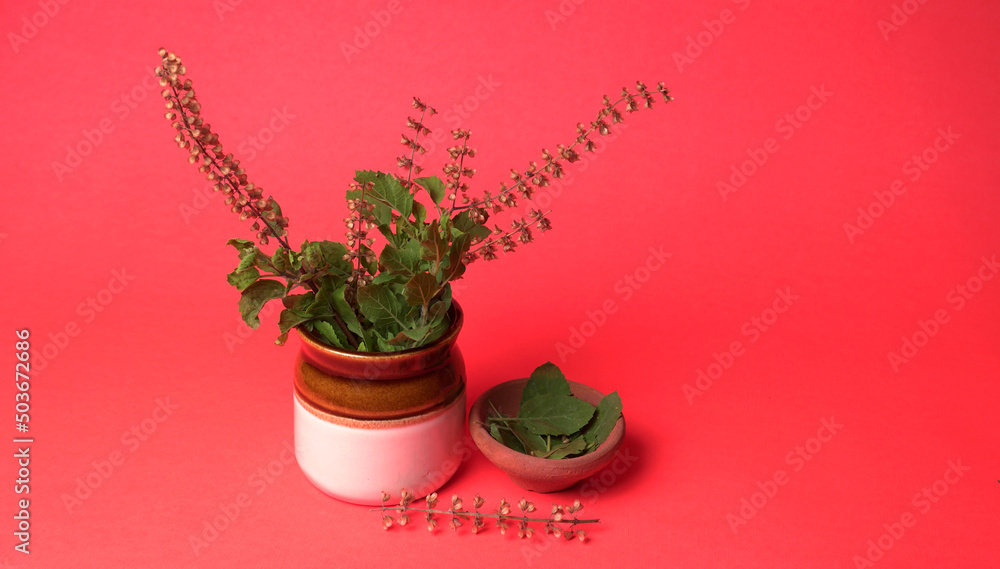 Holy basil, tulasi or tulsi, is an aromatic perennial plant in the ...