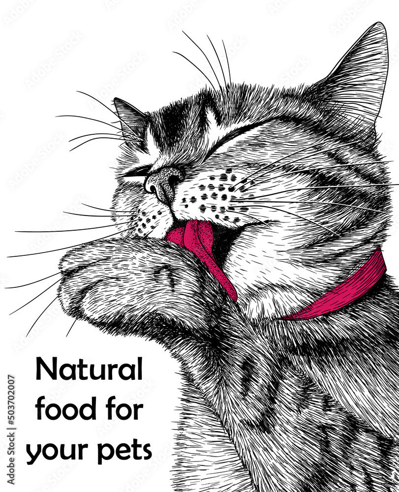 Vector banner template with graphic linear striped cat washing his face ...