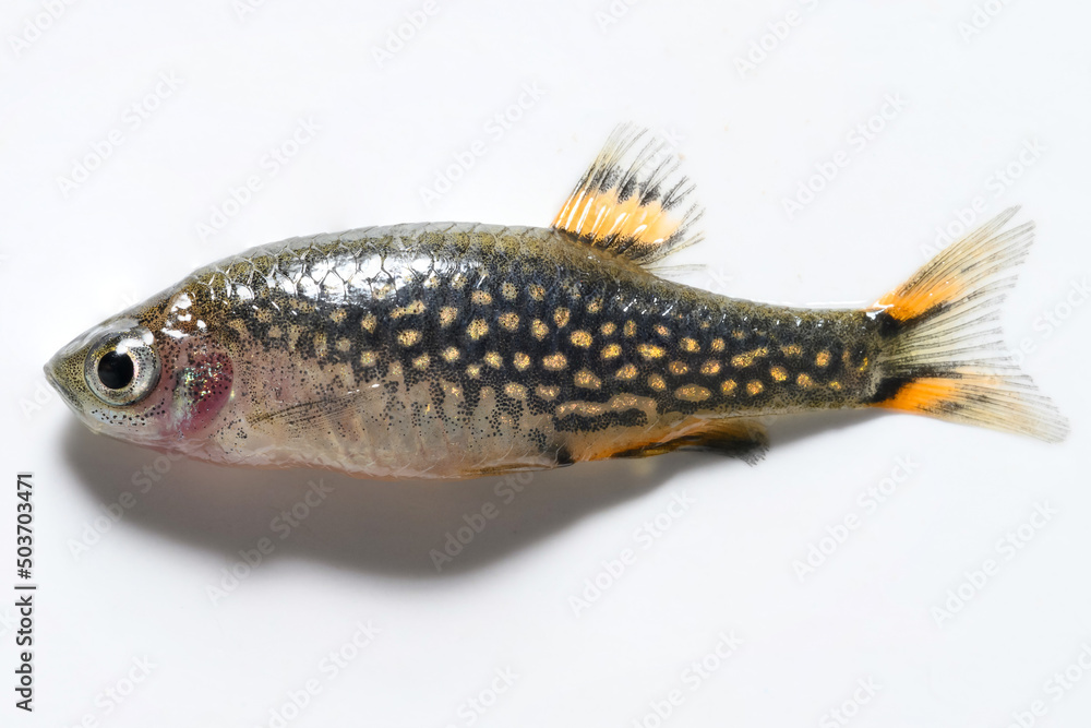 The heavenly pearl of danio. The Galaxy of Microassembly. aquarium fish ...