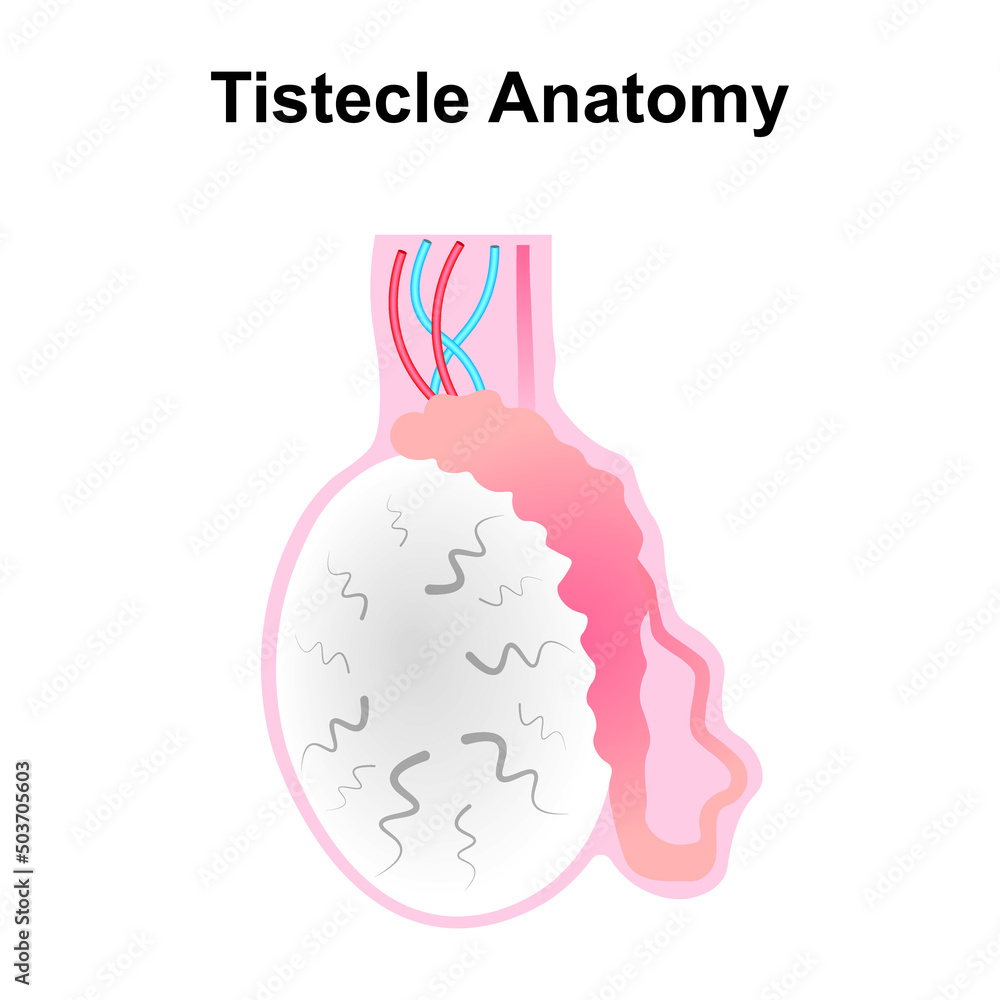 Vecteur Stock Scientific Designing of Testicle Anatomy. The Organ That ...