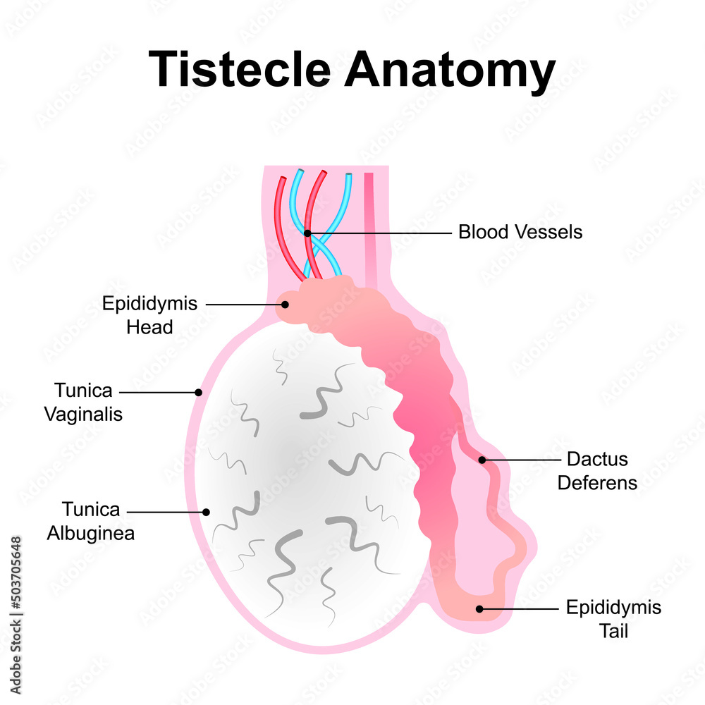 Scientific Designing Of Testicle Anatomy The Organ That Produces Sperm