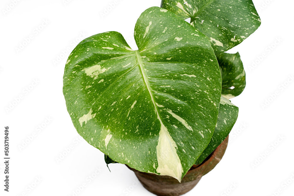 Monstera Thai Constellation leaf close up with isolated white ...