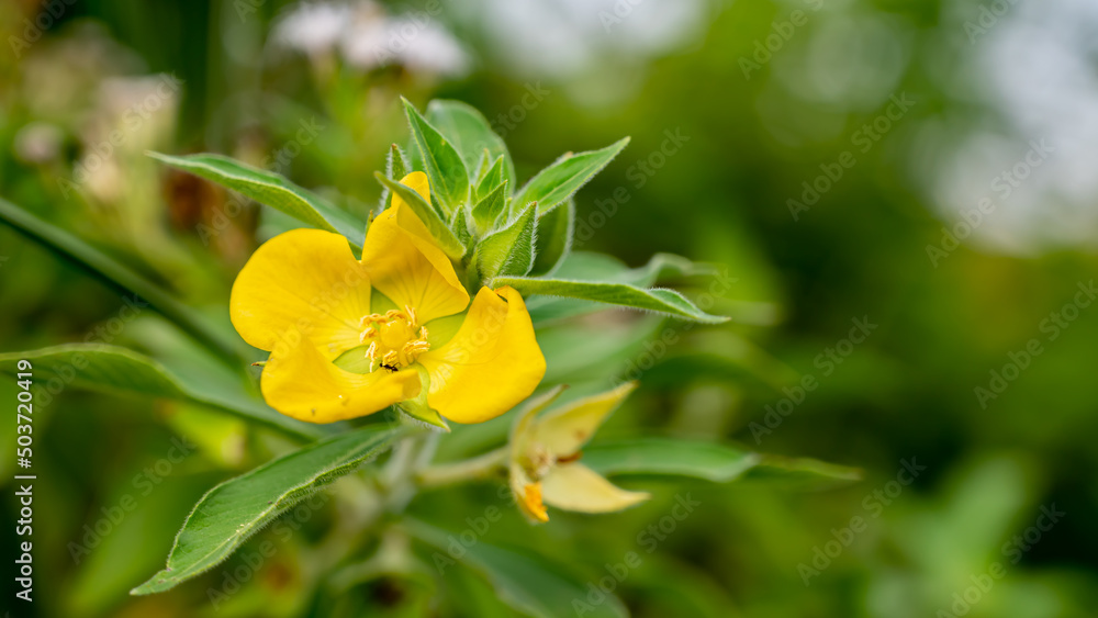 Ludwigia peruviana, with the common names Peruvian primrose-willow or ...