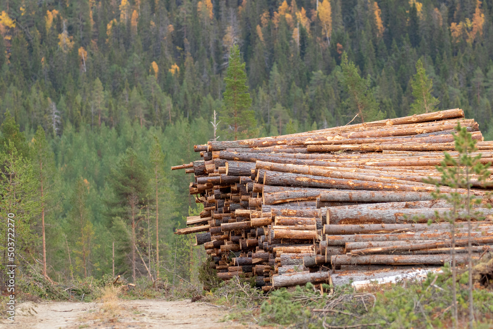 Conifer wood logs gathered together into a pile in the woods for later ...
