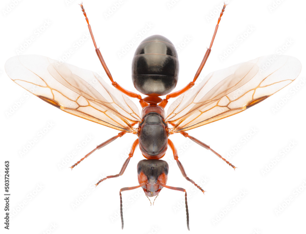 Formica rufa, also known as the red wood ant, southern wood ant, or ...