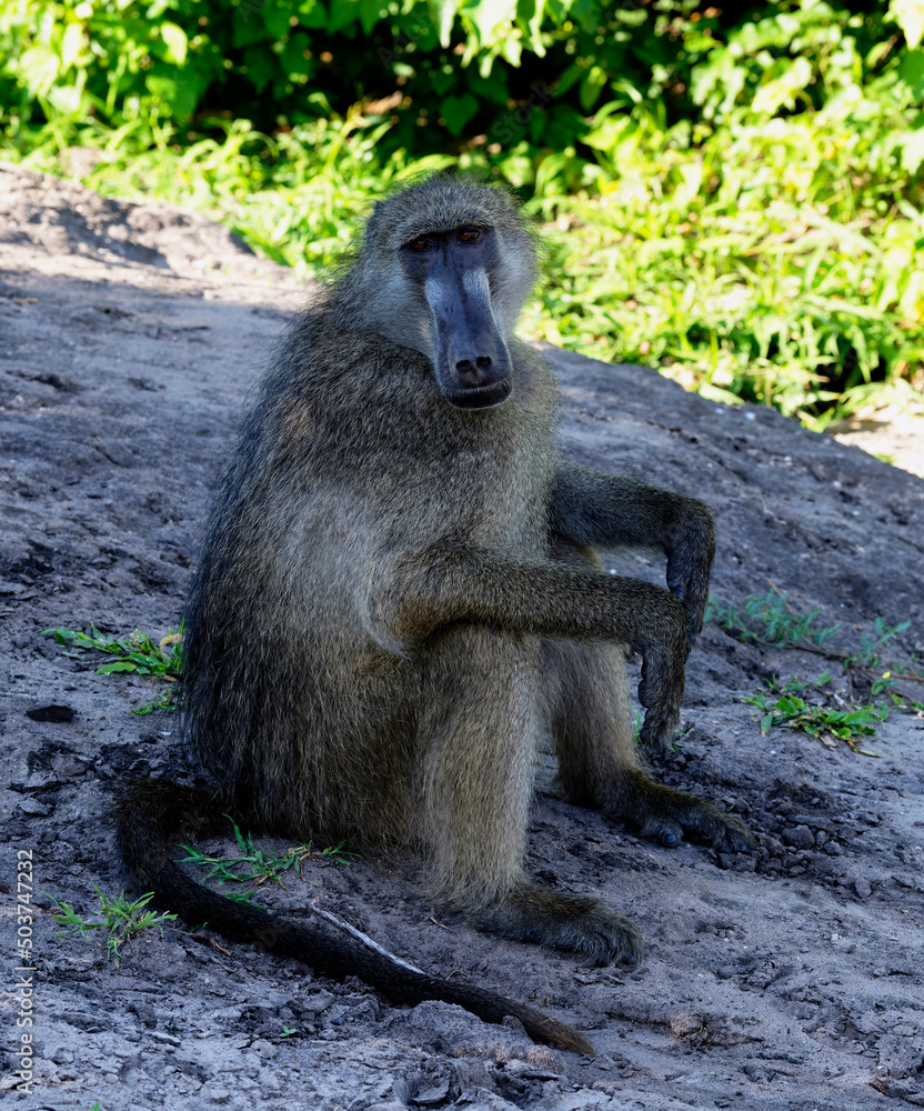 old baboon sitting on a shady spot, Caprivi Strip in Namibia Stock ...