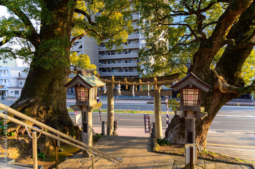 神社の「大クス(夫婦楠)と鳥居周辺風景」画像(観光地)北岡神社 Image of the shrine's "Okusu (couple ...
