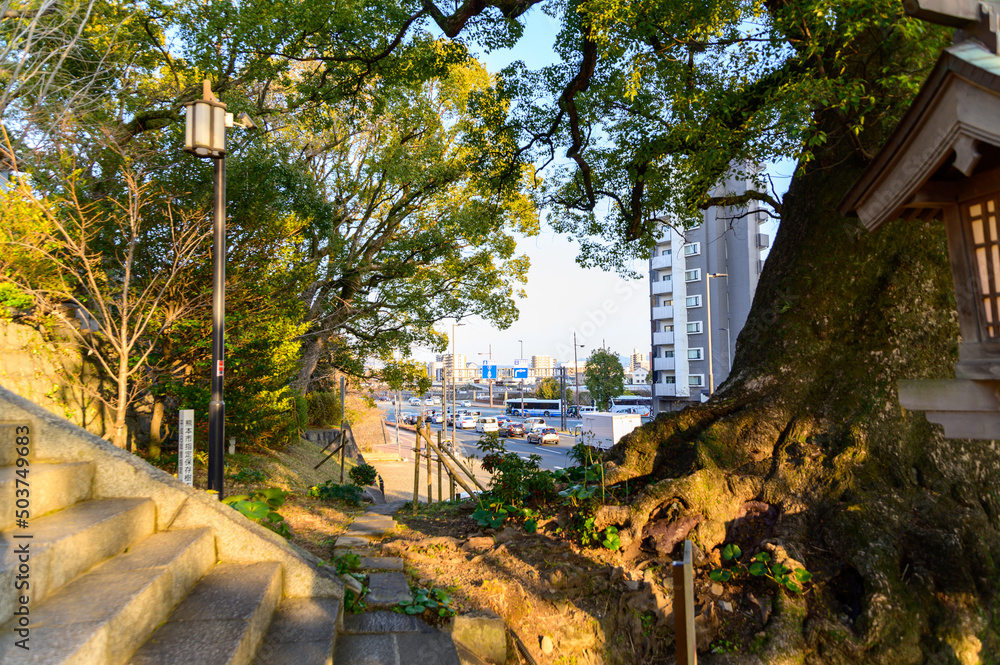 神社の「大クス(夫婦楠)と鳥居周辺風景」画像(観光地)北岡神社 Image of the shrine's "Okusu (couple ...