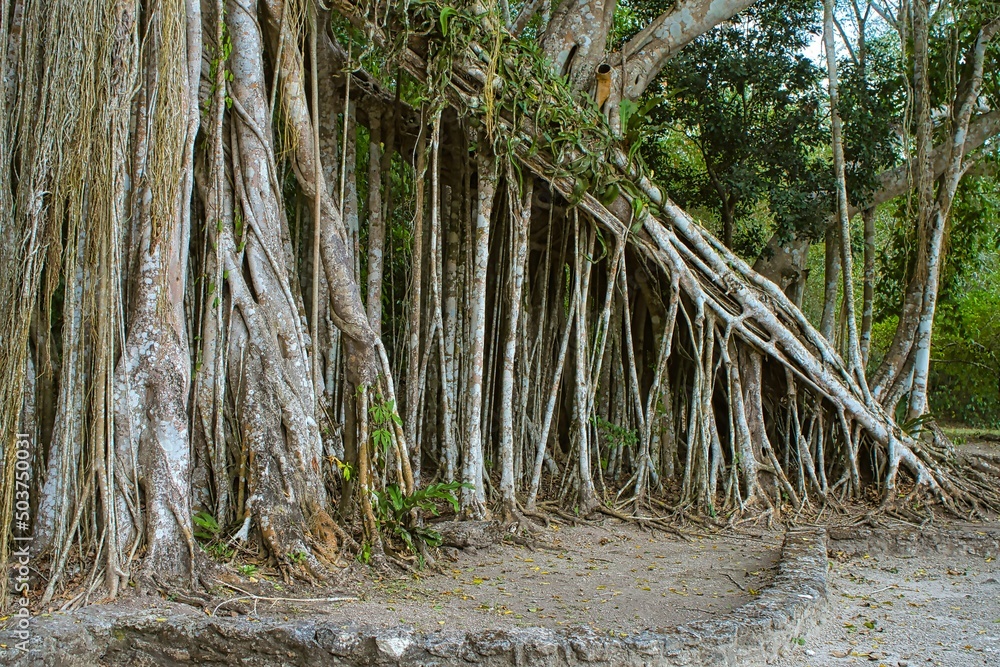 Kinichna mayan ruins located in Quintana Roo ,Mexico. This area was ...