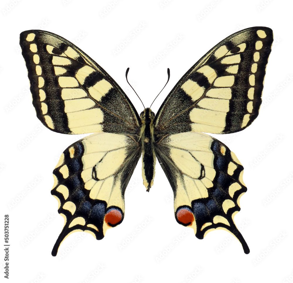 Foto de Isolated butterfly Papilio machaon Old Wold yellow swallowtail ...