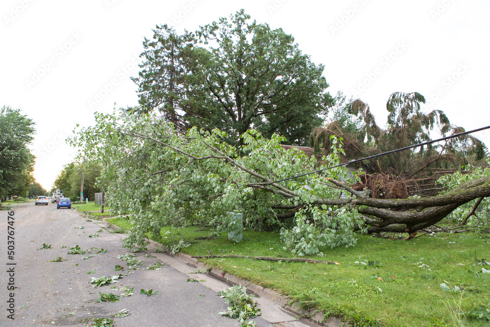 storm damage aftermath. Damaged tree by hurricane wind after storm ...