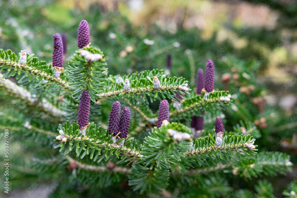 Korean blue emperor larch, also known as Korean fir or Abies koreana ...