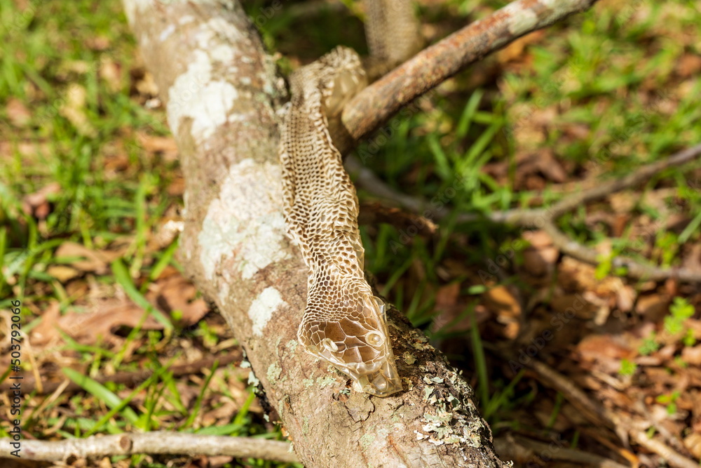 Shed snake skin found in nature Stock Photo | Adobe Stock