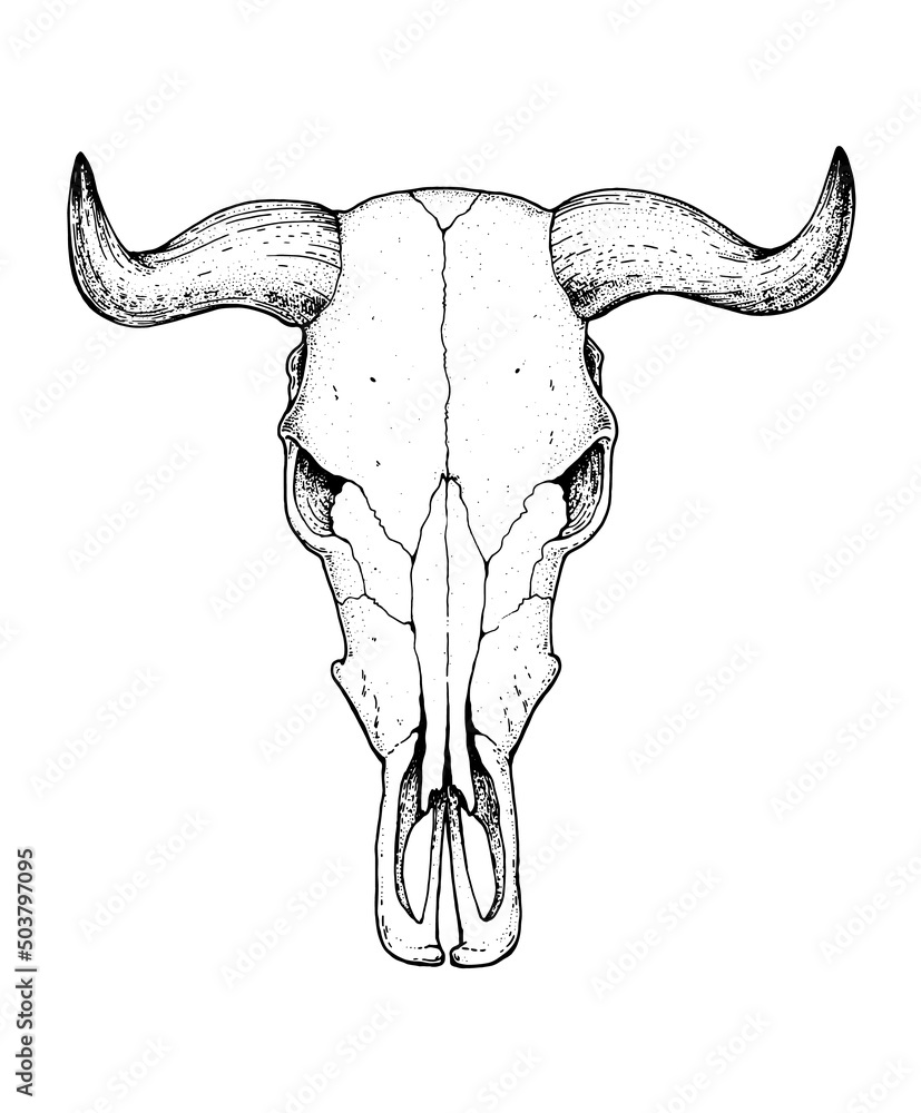 Buffalo Skull and sketch. Hand drawn illustration. Wild west print ...